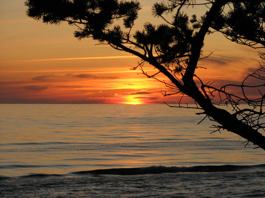 Sunset under tree Pyrography by Ilze Derupa - Fine Art America