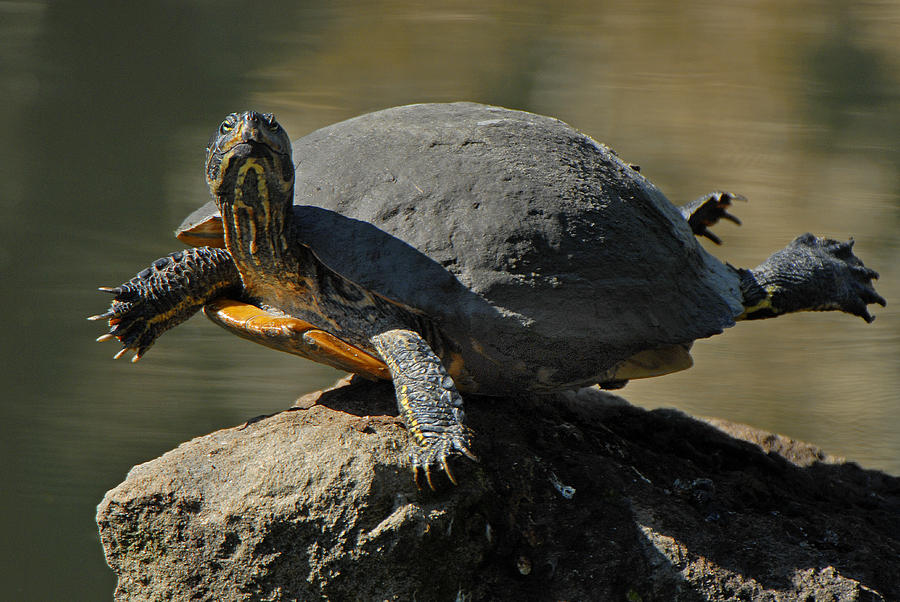 Super Turtle Photograph by David Marr - Fine Art America