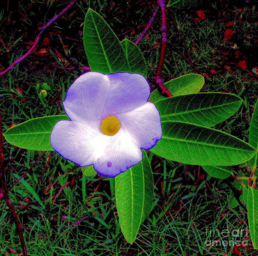 Suttle Flower Photograph by David Call - Fine Art America