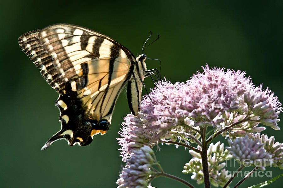Swallowtail Profile Photograph by Cheryl Baxter | Fine Art America