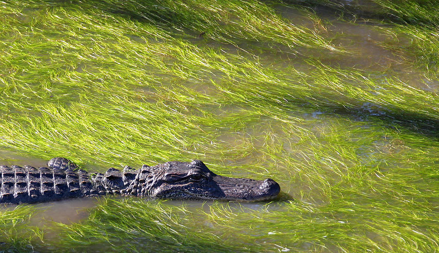 Swamp Alligator Photograph by Joseph Semary - Fine Art America