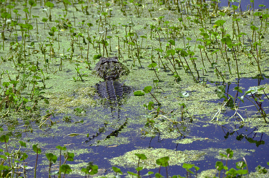 Swamp Gator Photograph by Allen Beatty - Fine Art America