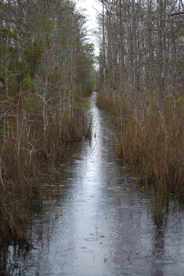 Swamp path Photograph by Mitchell Rudin - Fine Art America
