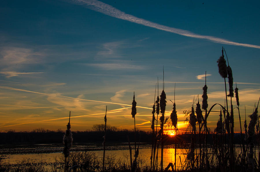 Swamp Sunrise Photograph by Bill Thornhill - Fine Art America