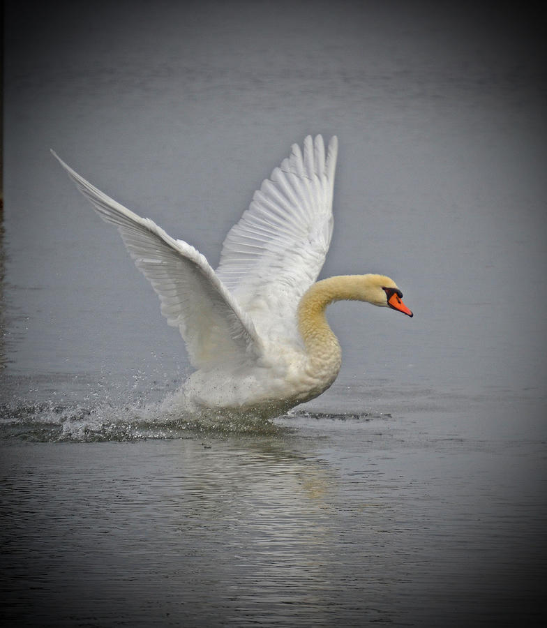 Swan Flight Photograph by Mary Pritchard