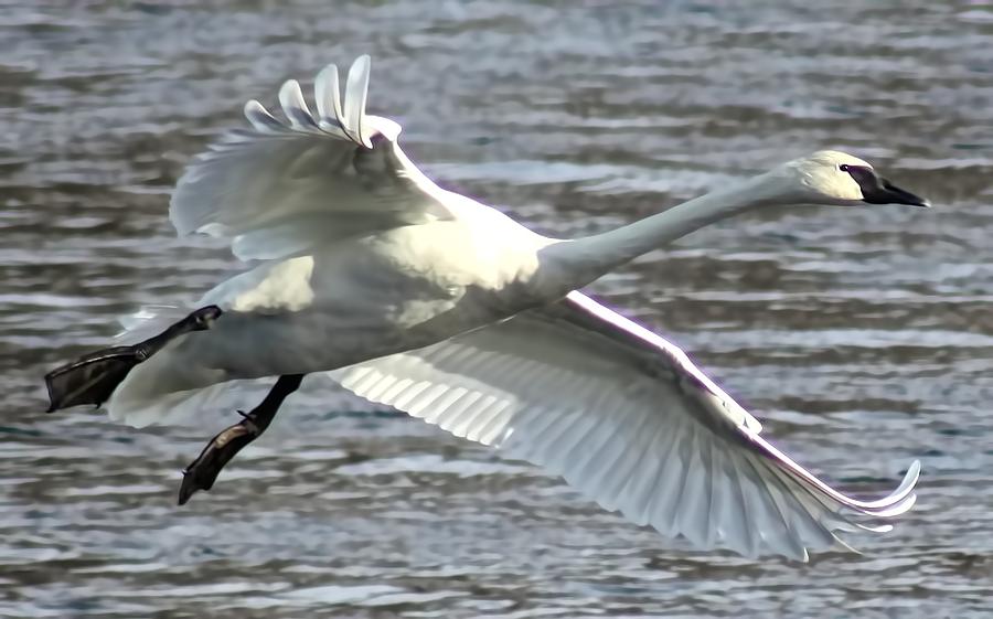 Swan In Flight Photograph by Amanda Stadther - Fine Art America