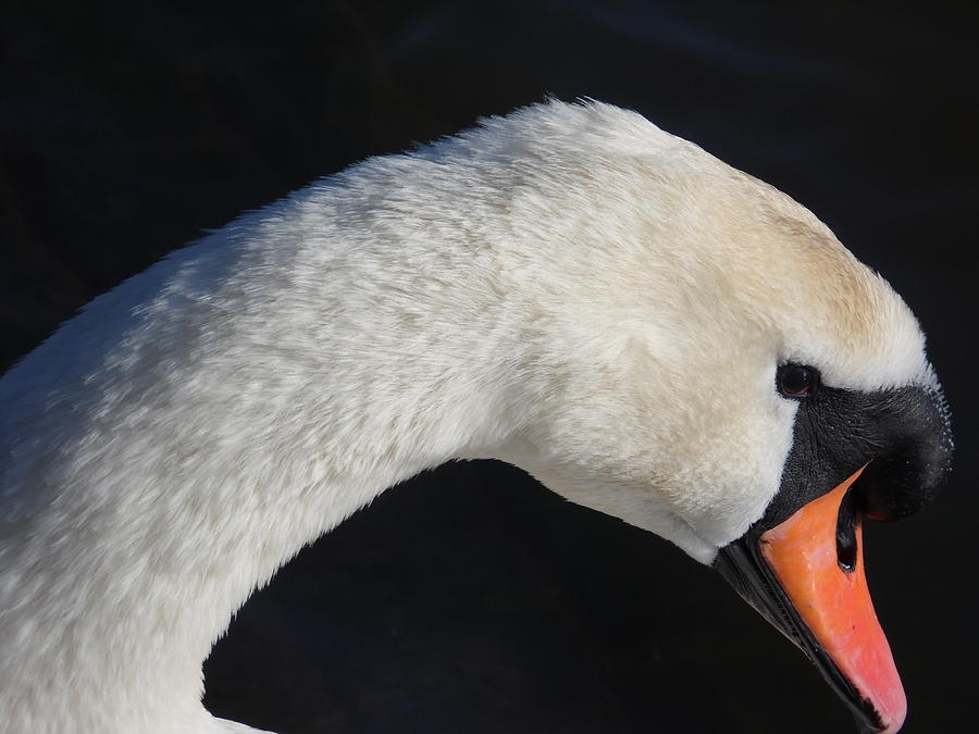 Swan profile Photograph by Sandra Wright - Fine Art America