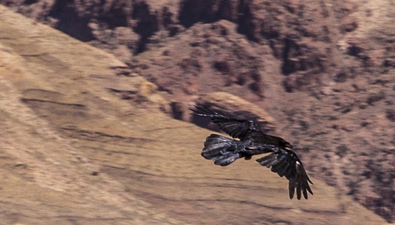 Swooping Photograph by Angus HOOPER III - Fine Art America