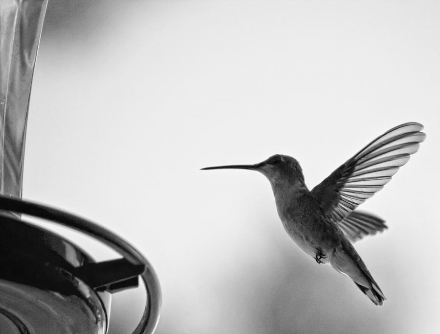 Swooping In Photograph by Carl Christensen - Fine Art America