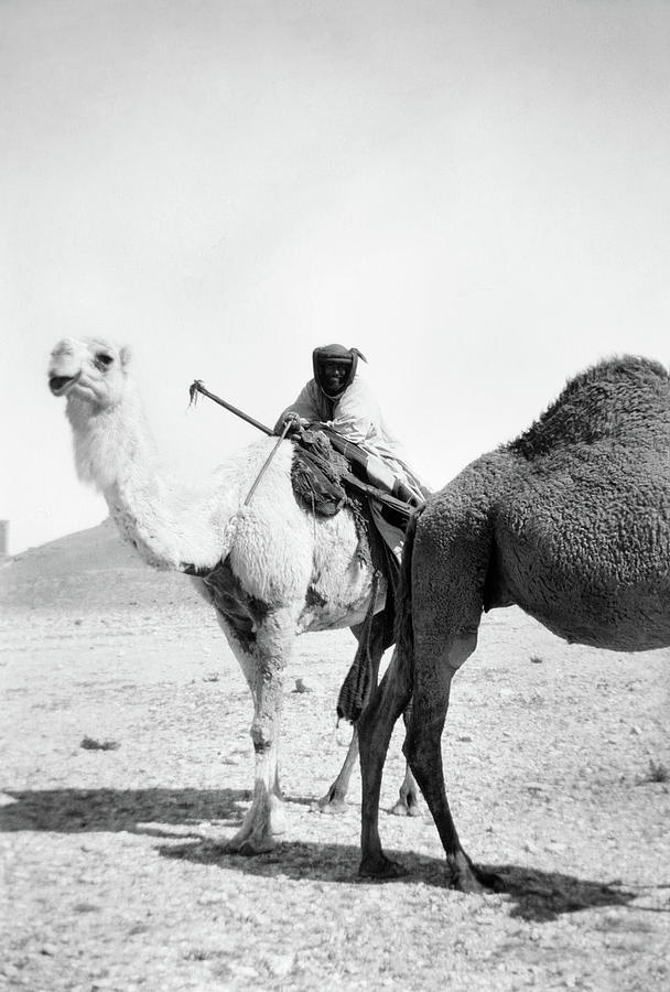 Syria Camel, C1910 Photograph by Granger - Fine Art America