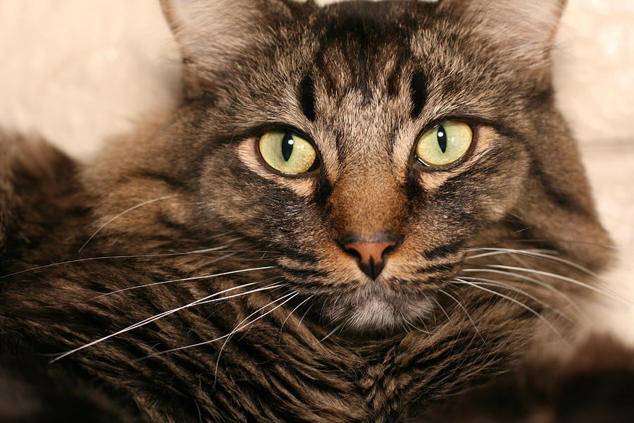 Tabby Photograph by Wendi Curtis - Fine Art America