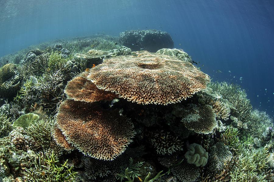 Table Corals Photograph by Ethan Daniels - Pixels