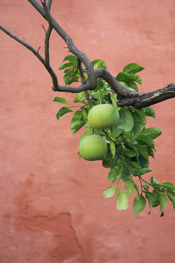 Take a Bite Pyrography by Cathy Fox - Fine Art America