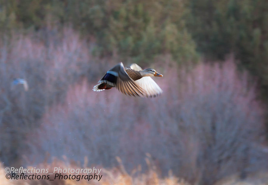 Taking Flight Photograph by Bryan Guest - Fine Art America