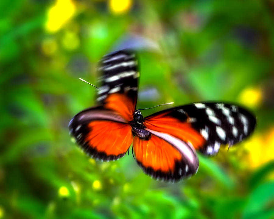 Taking Flight Photograph by Mark Andrew Thomas - Fine Art America