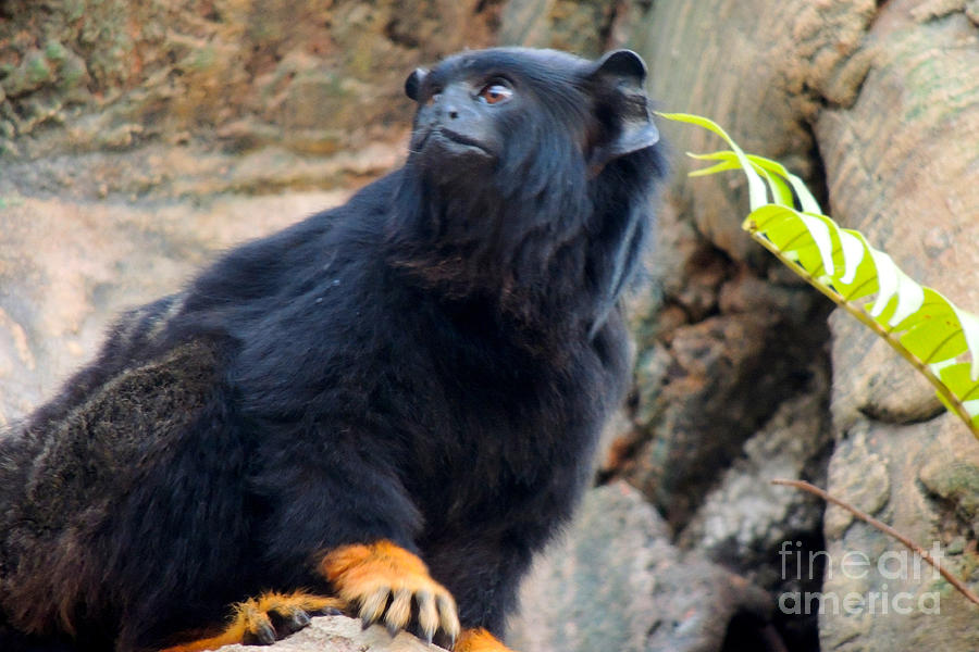 Tamarin Monkey 1 Photograph by Paul Smith - Fine Art America