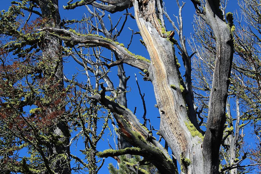 Tangle of Trees Photograph by Mark Eisenbeil - Pixels