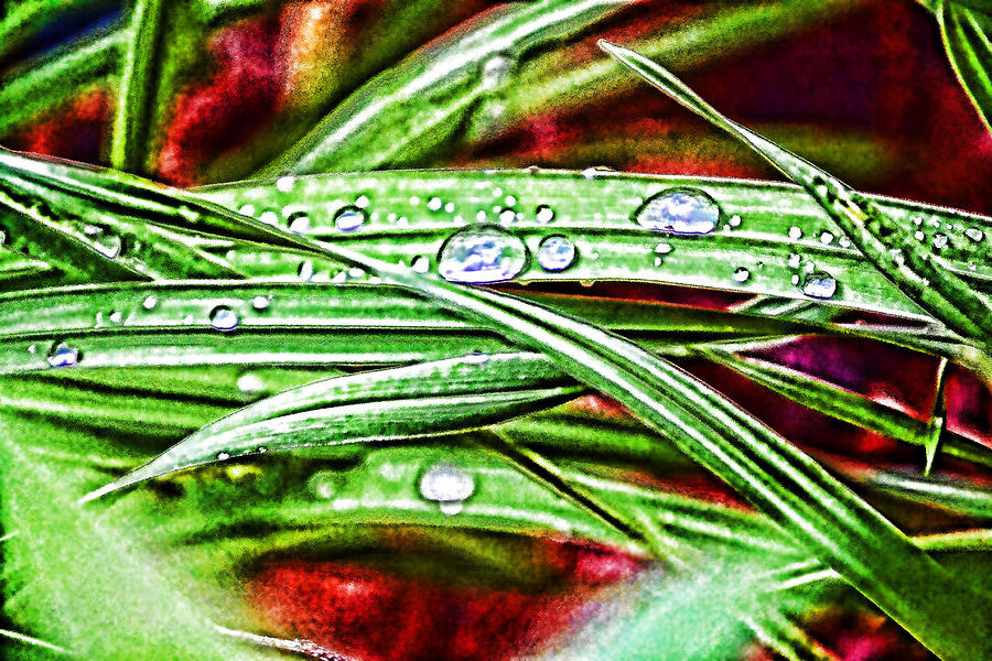 Tangled Photograph by Joe Bledsoe - Fine Art America