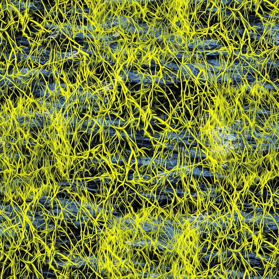 Tangled Digital Art by John Haldane - Pixels