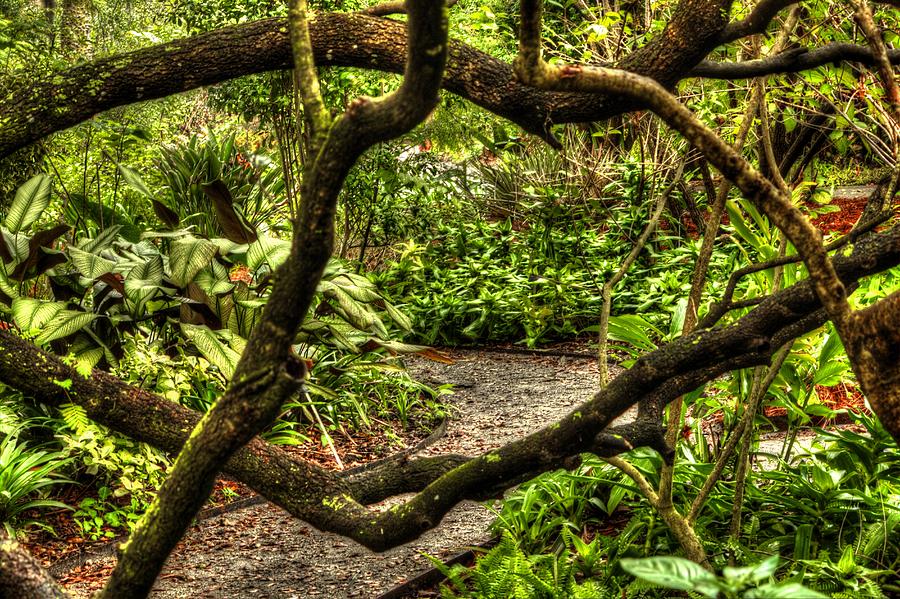 Tangled path Photograph by Tyson Kinnison