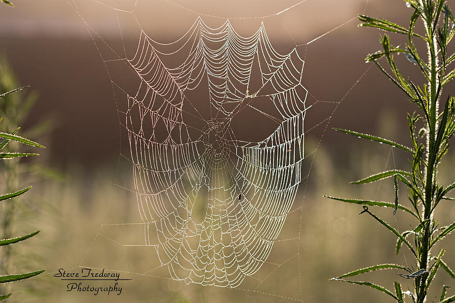 Tangled web Photograph by Steve Tredway - Fine Art America