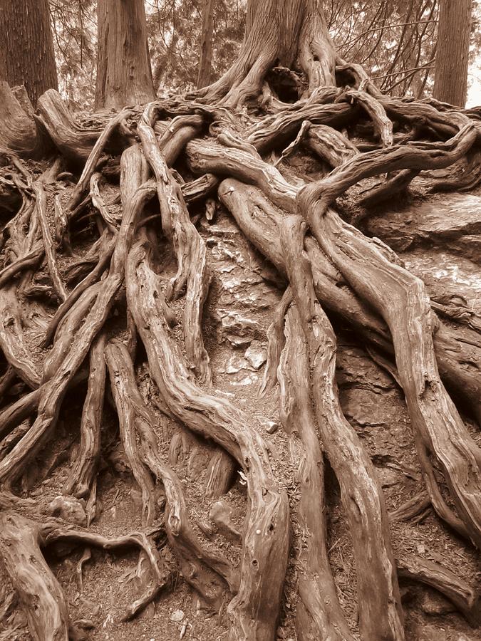 Tangles Photograph by Elysha Marie - Fine Art America