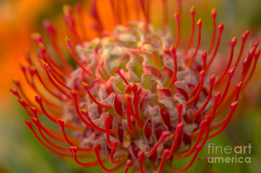 Tango Protea Photograph by Steph Binney - Pixels