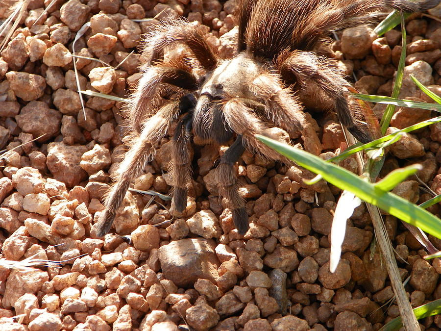 Tarantula Photograph by Rich Ackerman - Fine Art America