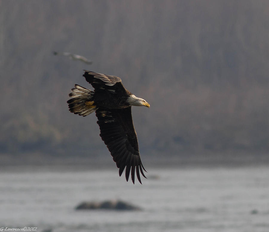 Target spotted Photograph by Glenn Lawrence - Pixels