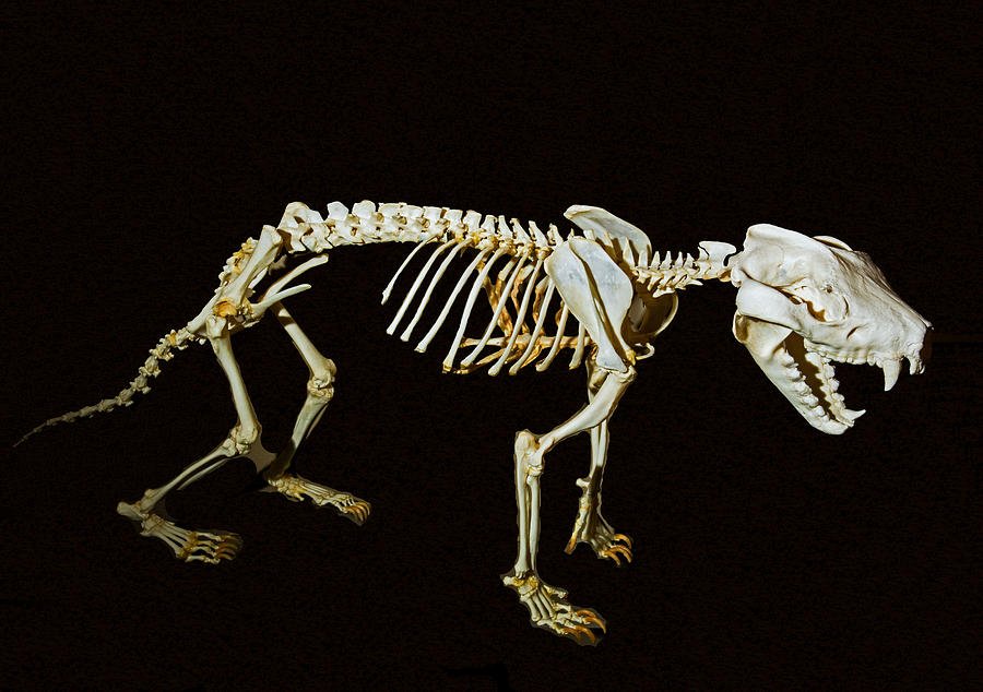 Tasmanian Devil Skeleton Photograph by Millard H. Sharp - Pixels