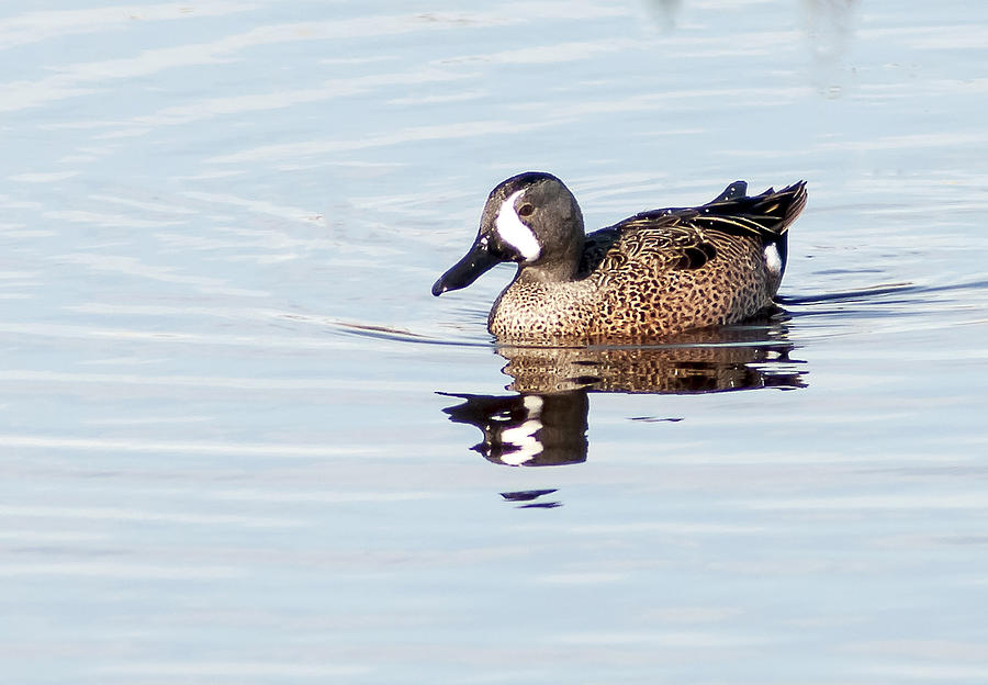 Teal Reflection Photograph by Norman Johnson - Fine Art America