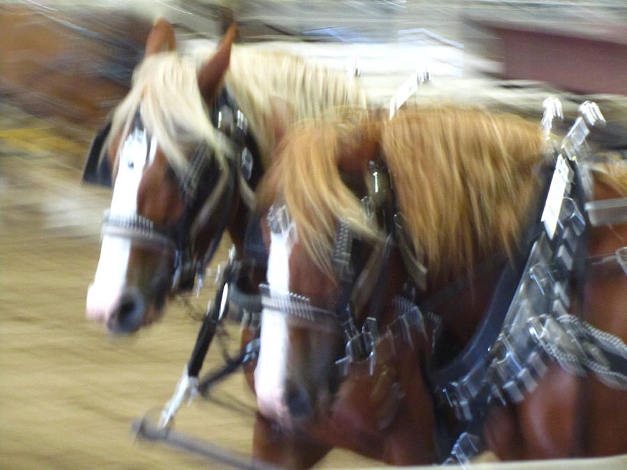 Team Work Photograph by Crystal Socha - Fine Art America