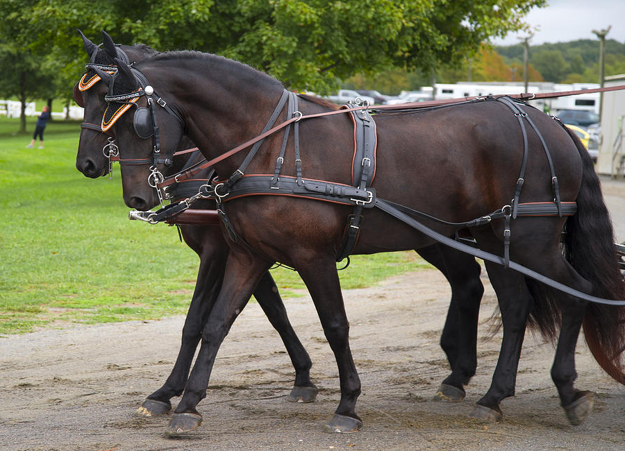 Team Work Photograph by Phil Abrams - Fine Art America