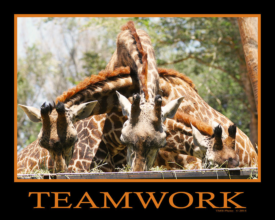 Teamwork Photograph by Todd M Bloomer - Fine Art America