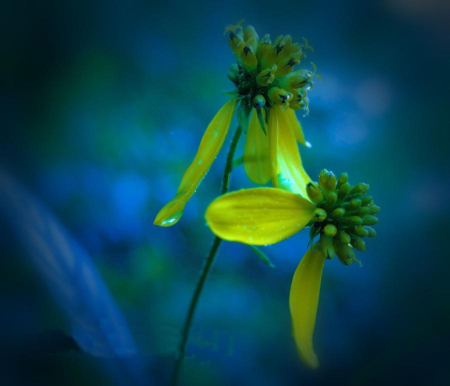 Tear Drops Photograph by Robin Ayers - Fine Art America