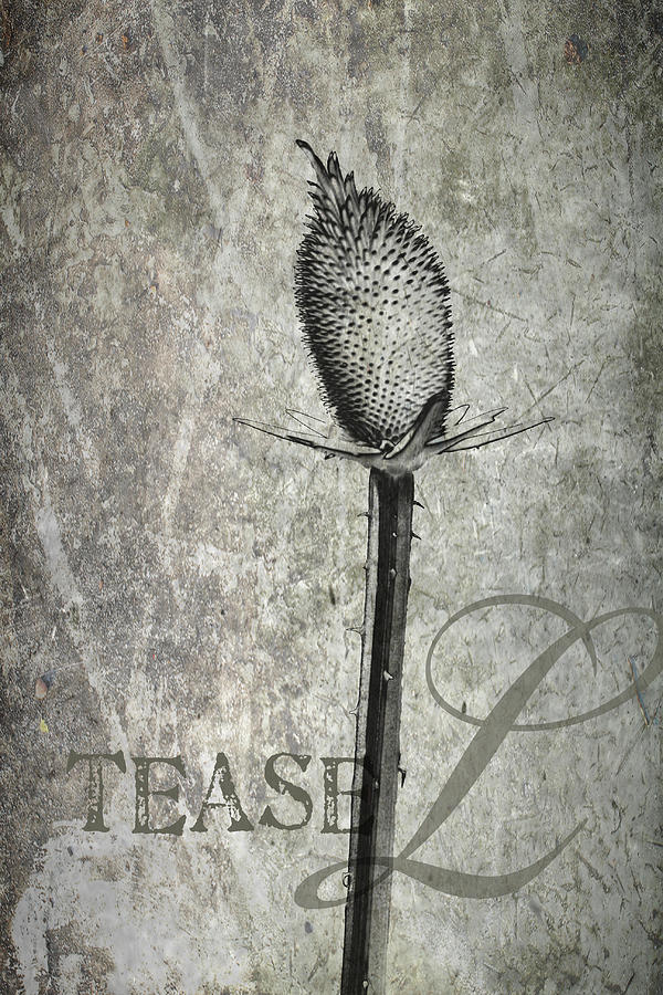 Teasel Digital Art by Chrissy Dewes - Fine Art America