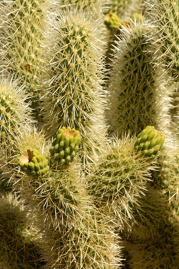 Teddy Bear Cholla Photograph by Wayne Vedvig | Fine Art America