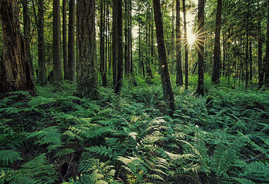 Temperate Rain Forest Photograph by Rontech2000 | Fine Art America