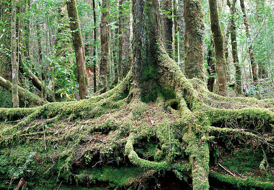 Temperate Rainforest Photograph By Alex Bartel Science Photo Library