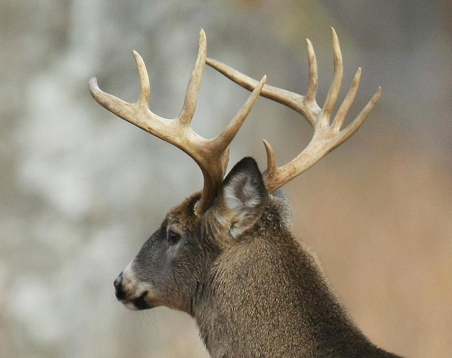 The HOSS Photograph by Donald Cramer | Fine Art America