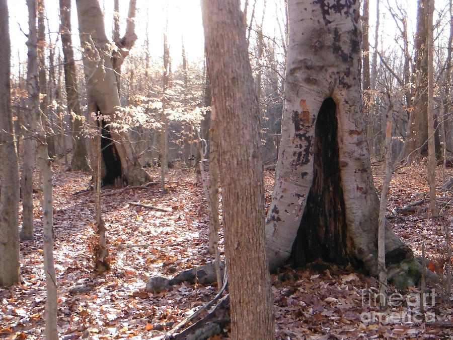 Tepee Trees Photograph by Paddy Shaffer - Fine Art America