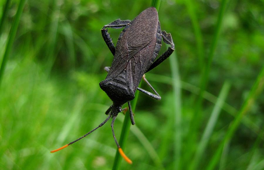Terminal Leaf-footed Bug Photograph by Robin McLeod - Fine Art America
