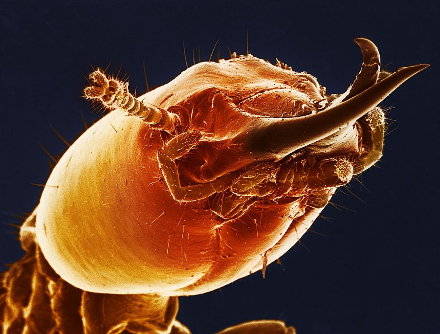 Termite Soldier, Sem Photograph by Science Source - Fine Art America