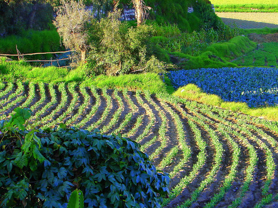 Terraced Fields Photograph by Lew Davis - Fine Art America