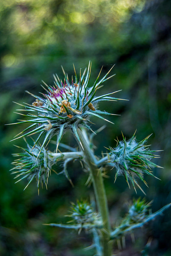Terrifying Beauty Photograph by AJ Ringstrom | Fine Art America