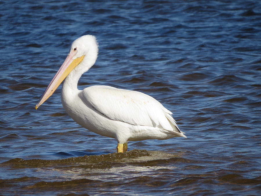 Testing The Waters Photograph by Phyllis Beiser | Fine Art America