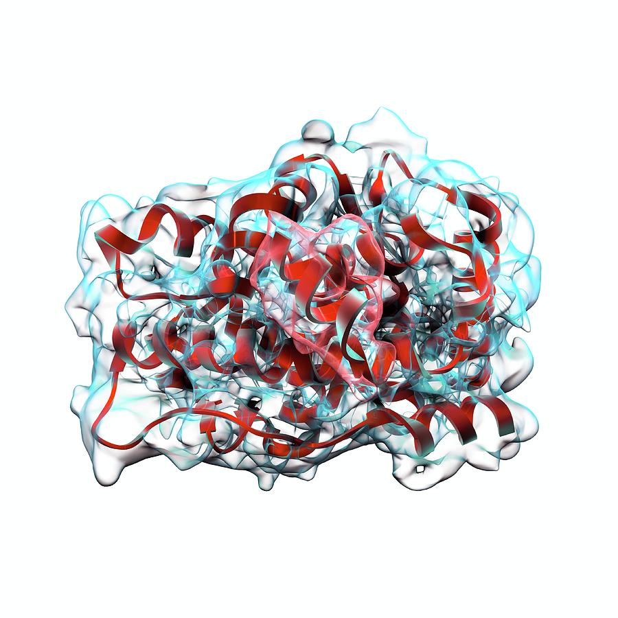 Testosterone Molecule Photograph by Animate4.com/science Photo Libary ...