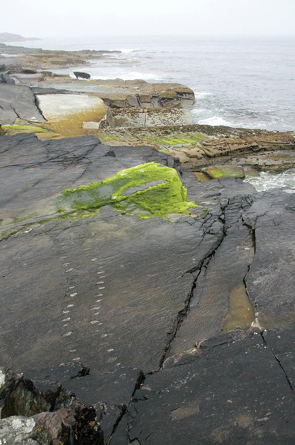 Tetrapod Trackway by Science Photo Library