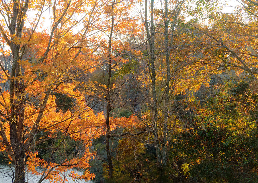 Texas Fall Colors 005 Photograph by Phil And Karen Rispin - Fine Art ...