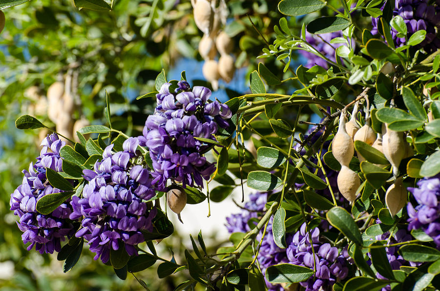 Texas Mountain Laurel Sophora Flowers and Mescal Beans Photograph by ...